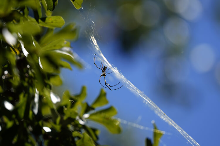 Joro spiders are back in the news. Here’s what the experts think | News ...